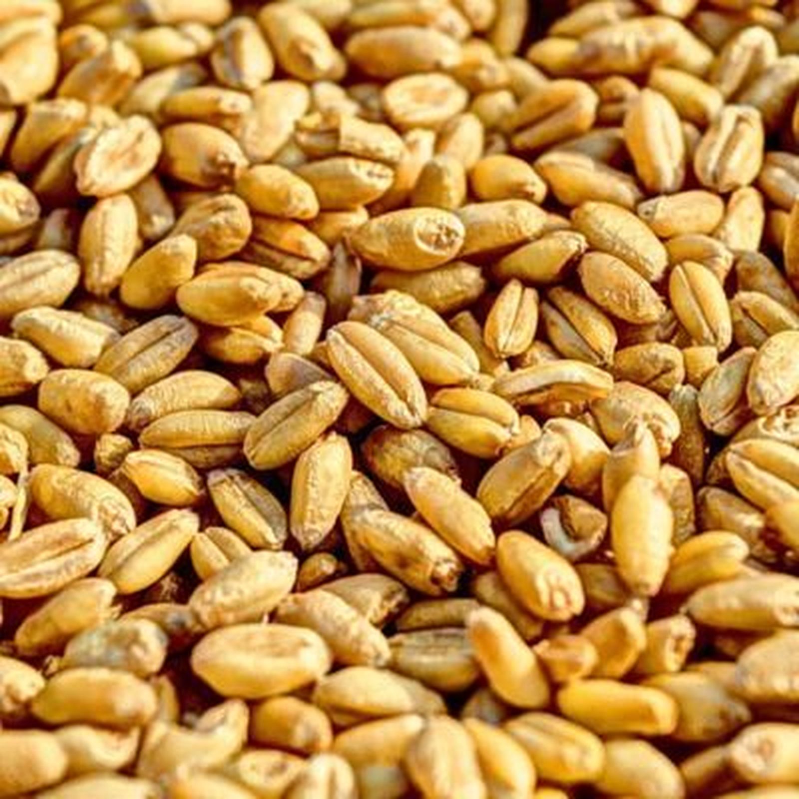 Pop House - Trigo Grao (sem Casca) 1 Kg Sabor Verde